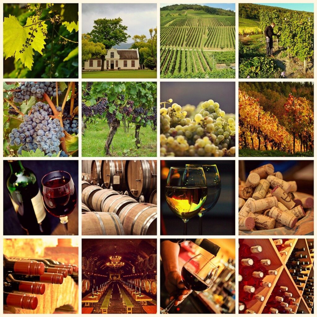 Mastering the WSET Systematic Approach to Tasting (SAT) - CarbonCraft